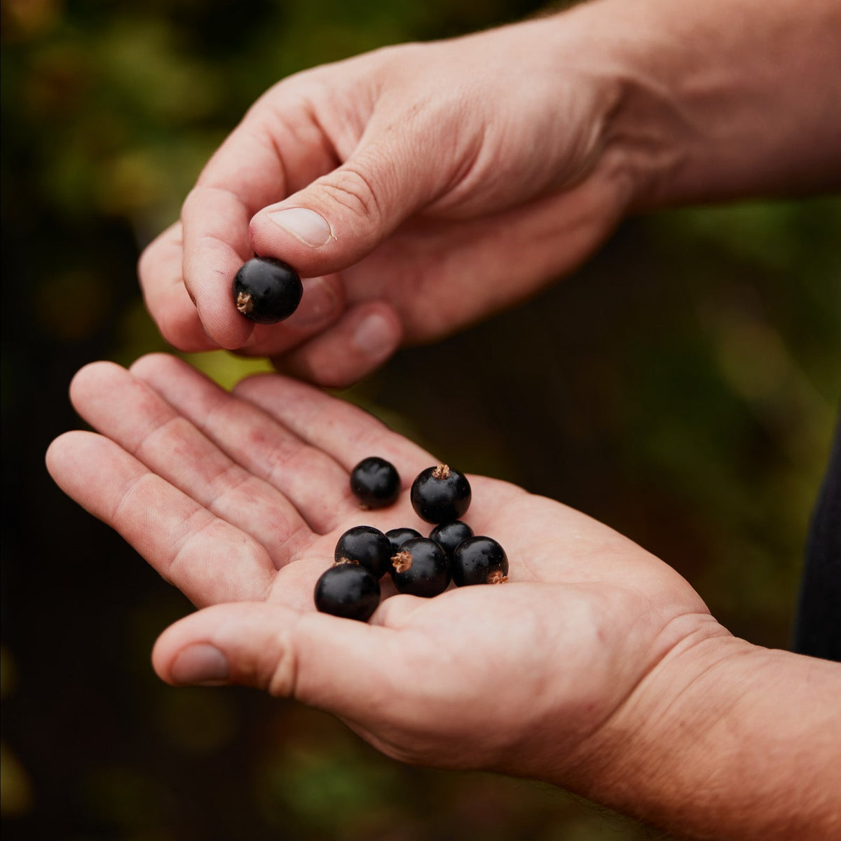 Moor Energy Gels - Mixed – MOOR Endurance Fuel Co